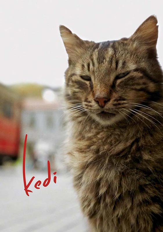 'Https://www.kanopy.com/kui-assets/kedi-d4 Xolxl'. Cover.