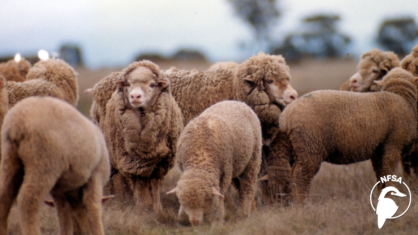 The Australian Experience: Sheep's Back | Kanopy