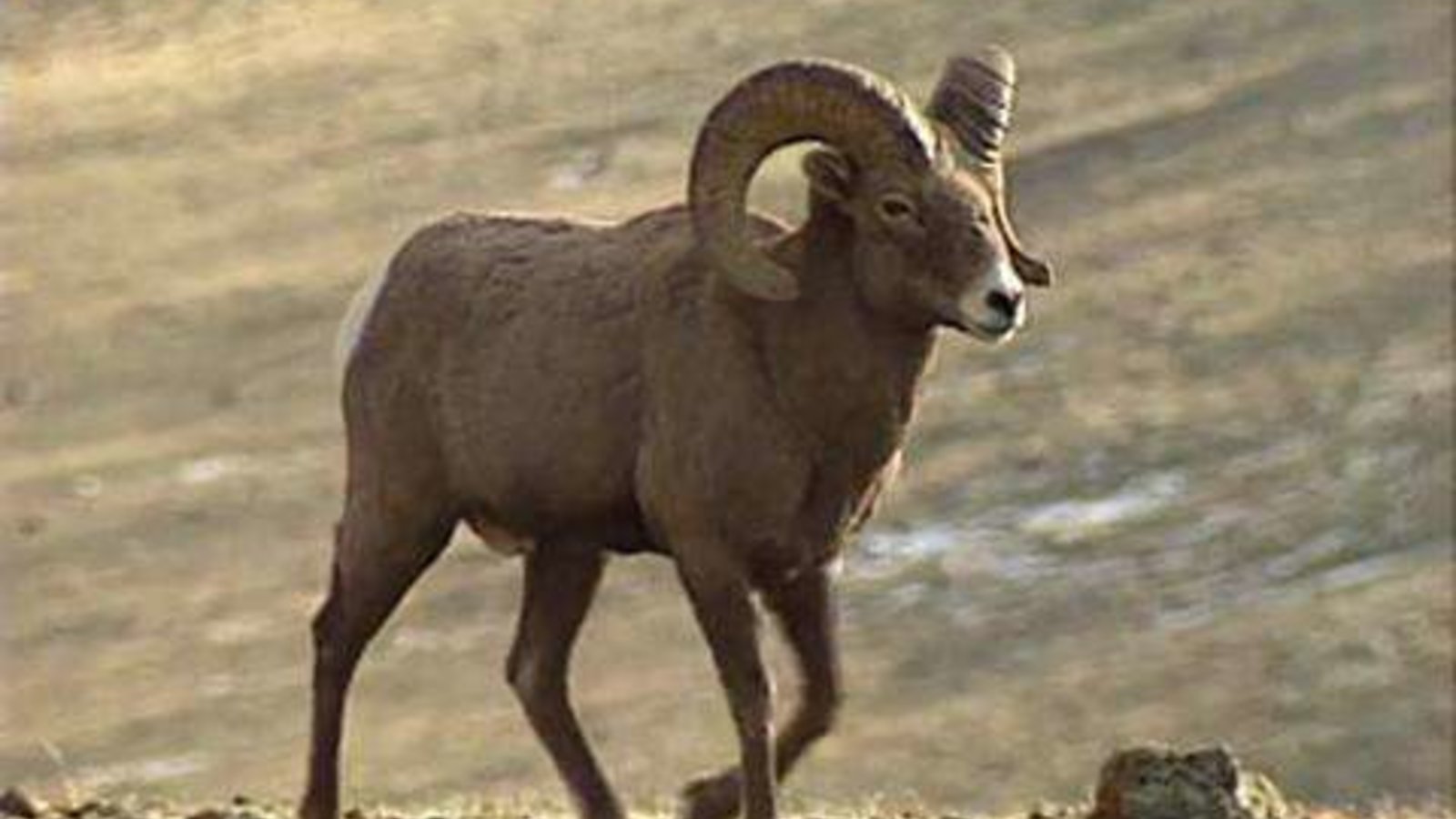 Sheep Eaters, Part 4- Hunting & Fishing | Kanopy