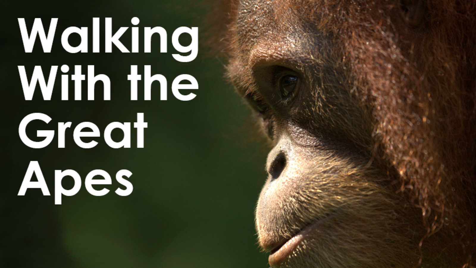 Walking With the Great Apes | Kanopy