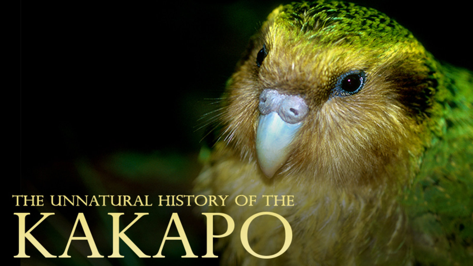 The Unnatural History of the Kakapo | Kanopy