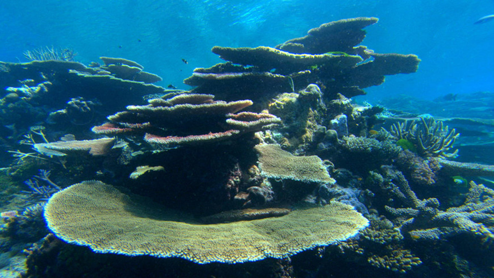 Climate Change - Coral Reefs on Edge | Kanopy