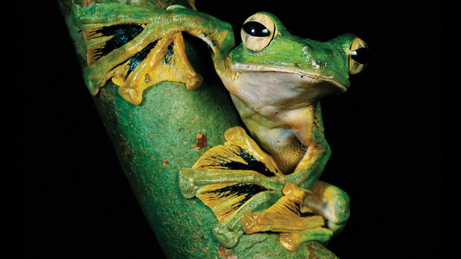 Nighttime Wildlife Photography | Kanopy